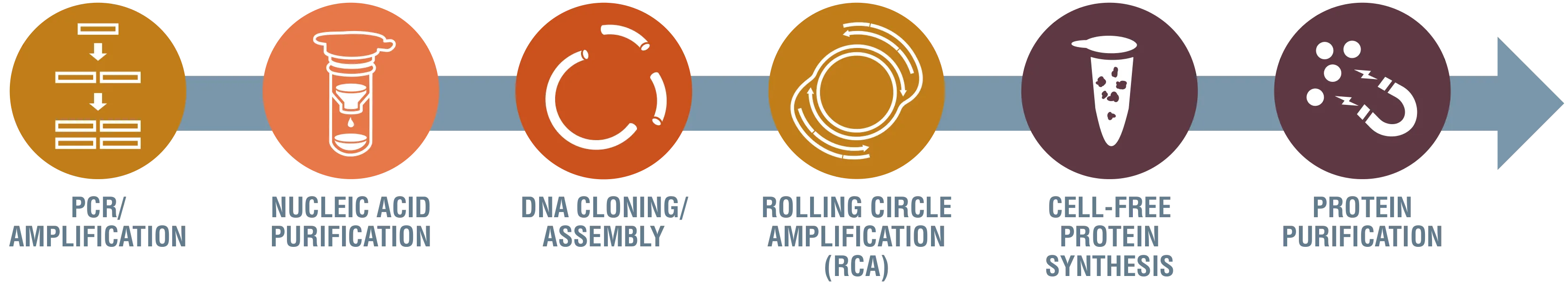 Bundle Promotion: Rapid, cell-free workflow: cloning through to protein ...