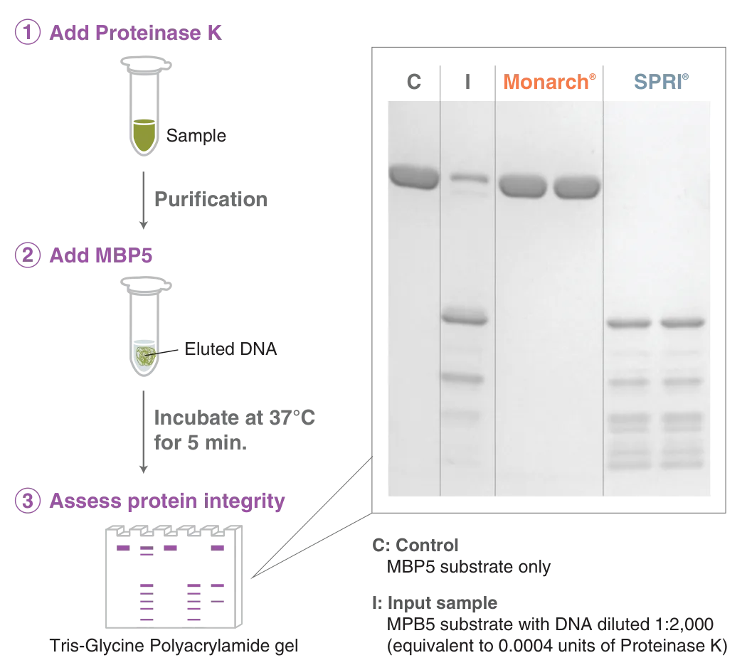 Monarch Mag PCR DNA Cleanup Kit (5 μg) | NEB
