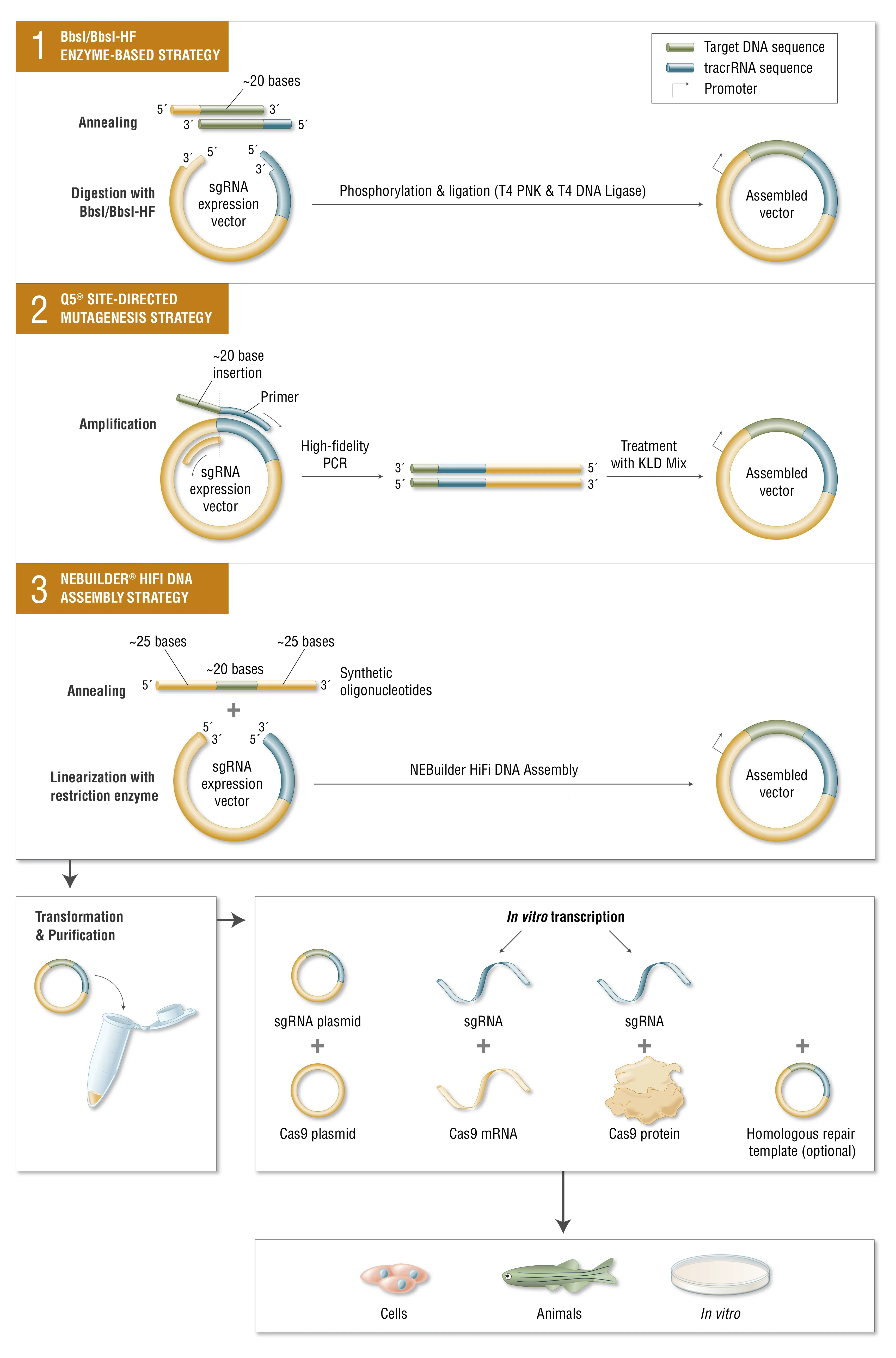 Cloning sgRNA Template for Cas9 Gene Editing | NEB