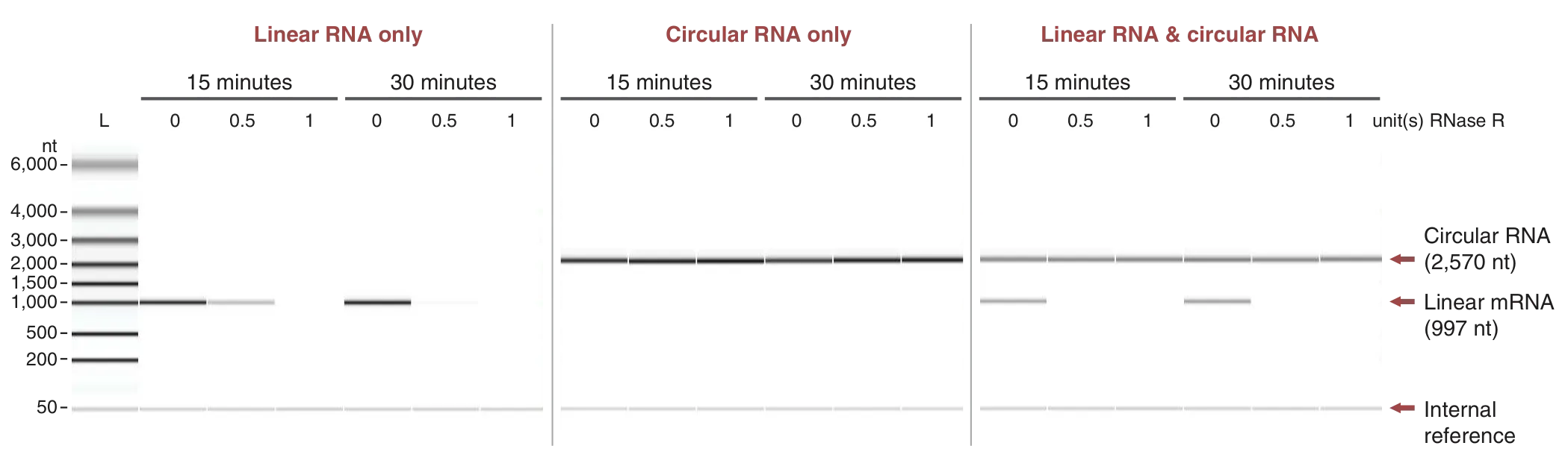 RNase R | NEB