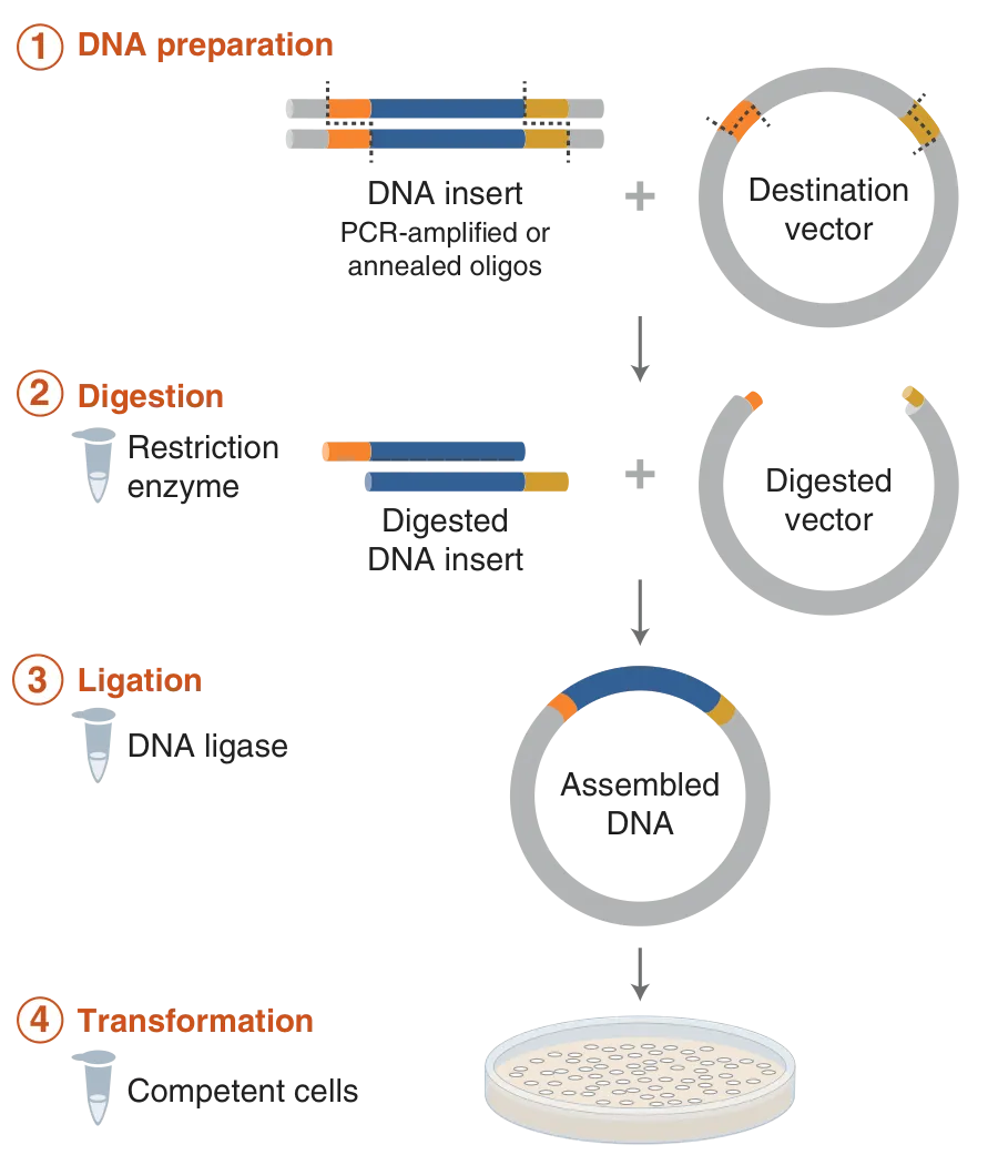 Molecular Cloning Technology - Past, Present and Future | NEB