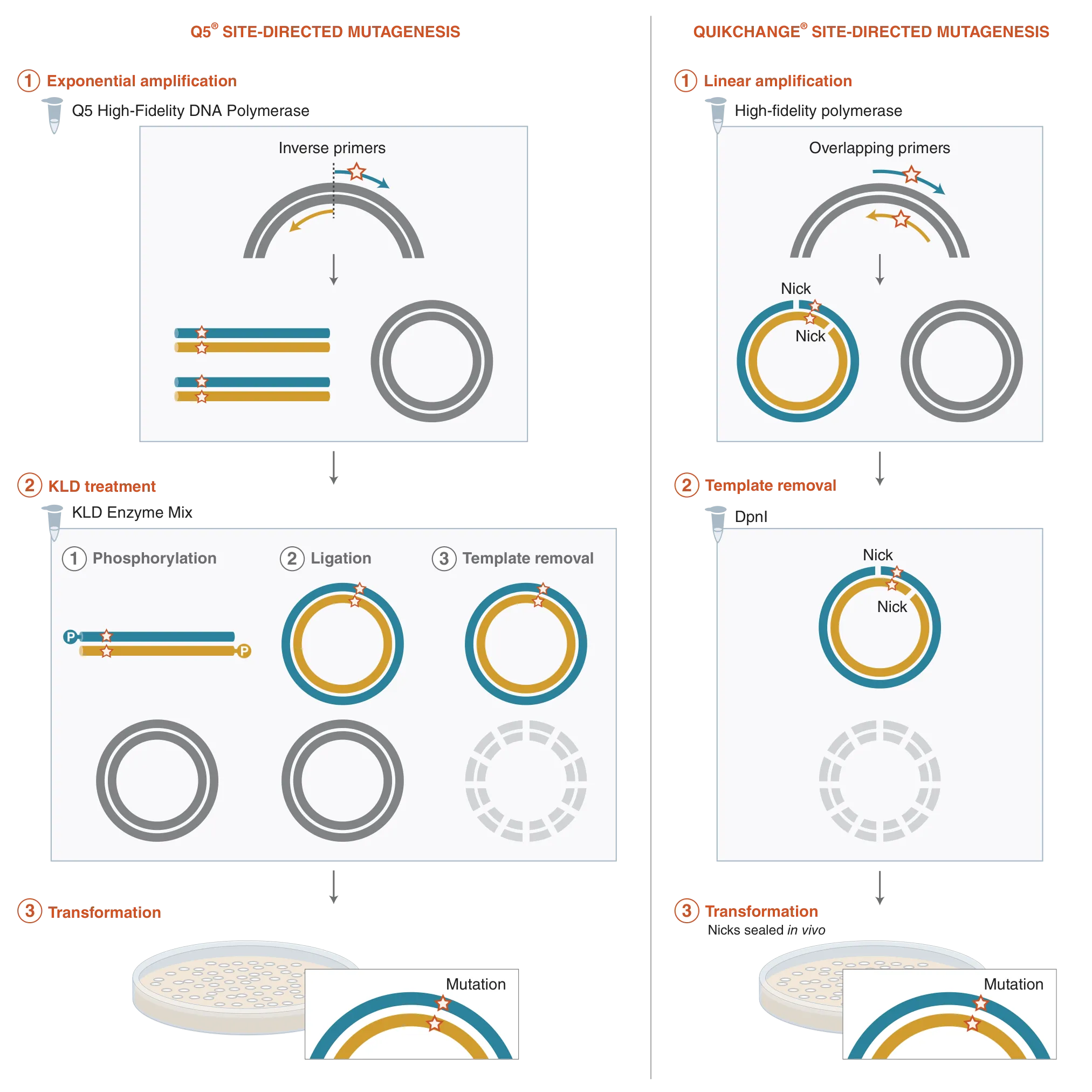 Molecular Cloning Technology - Past, Present and Future | NEB