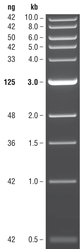 1 kb DNA Ladder | NEB