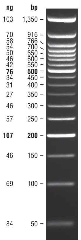 50 bp DNA Ladder | NEB