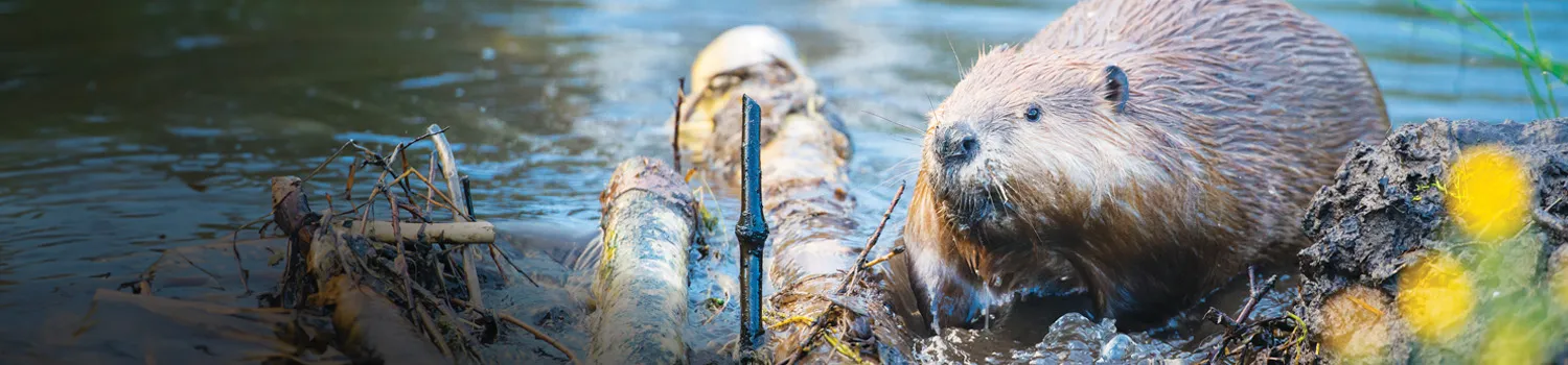 Bundle Promotion: Rapid, cell-free workflow: cloning through to protein ...