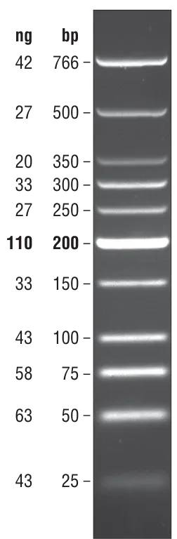 低分子量 DNA Ladder | NEB