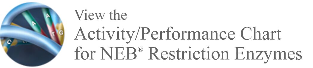 Restriction Endonucleases | NEB
