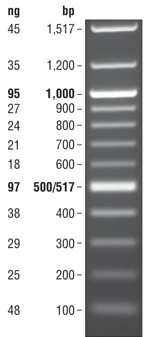 100 bp DNA Ladder | NEB