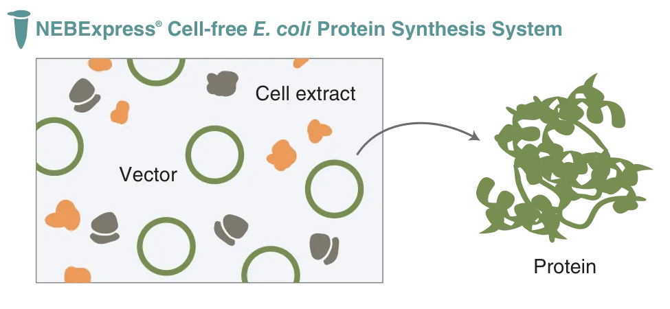 Design Assemble and Express with Confidence | NEB