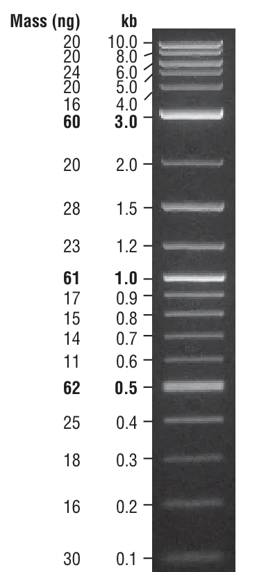 1 kb Plus DNA Ladder for Safe Stains | NEB