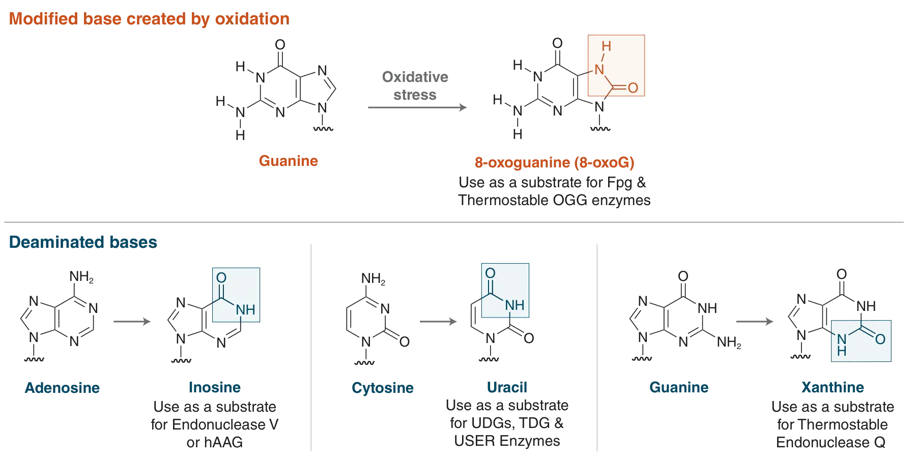 Unlocking the Power of DNA Repair Enzymes in Molecular Biology ...
