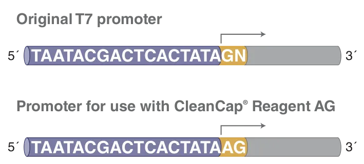 Protocol for Co-transcriptional capping using CleanCap® Reagent AG from ...