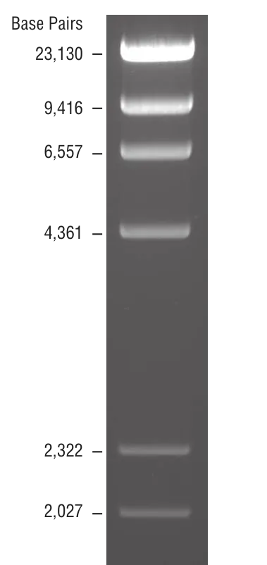 Lambda DNA HindIII Digest | NEB