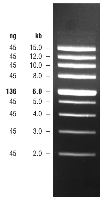 DNA Markers & Ladders | NEB
