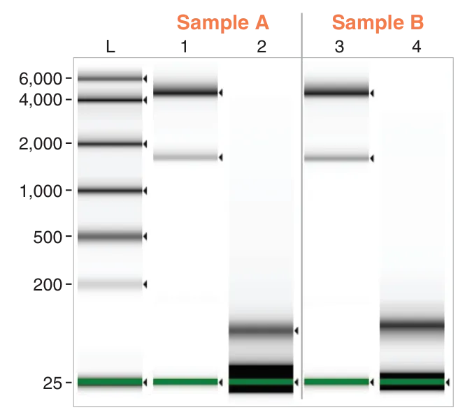 Protocol for Fractionation of Small and Large RNA Using the Monarch ...