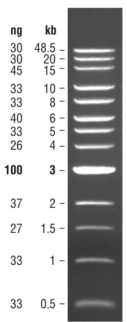 Quick-Load® 紫色 1 kb DNA Ladder | NEB