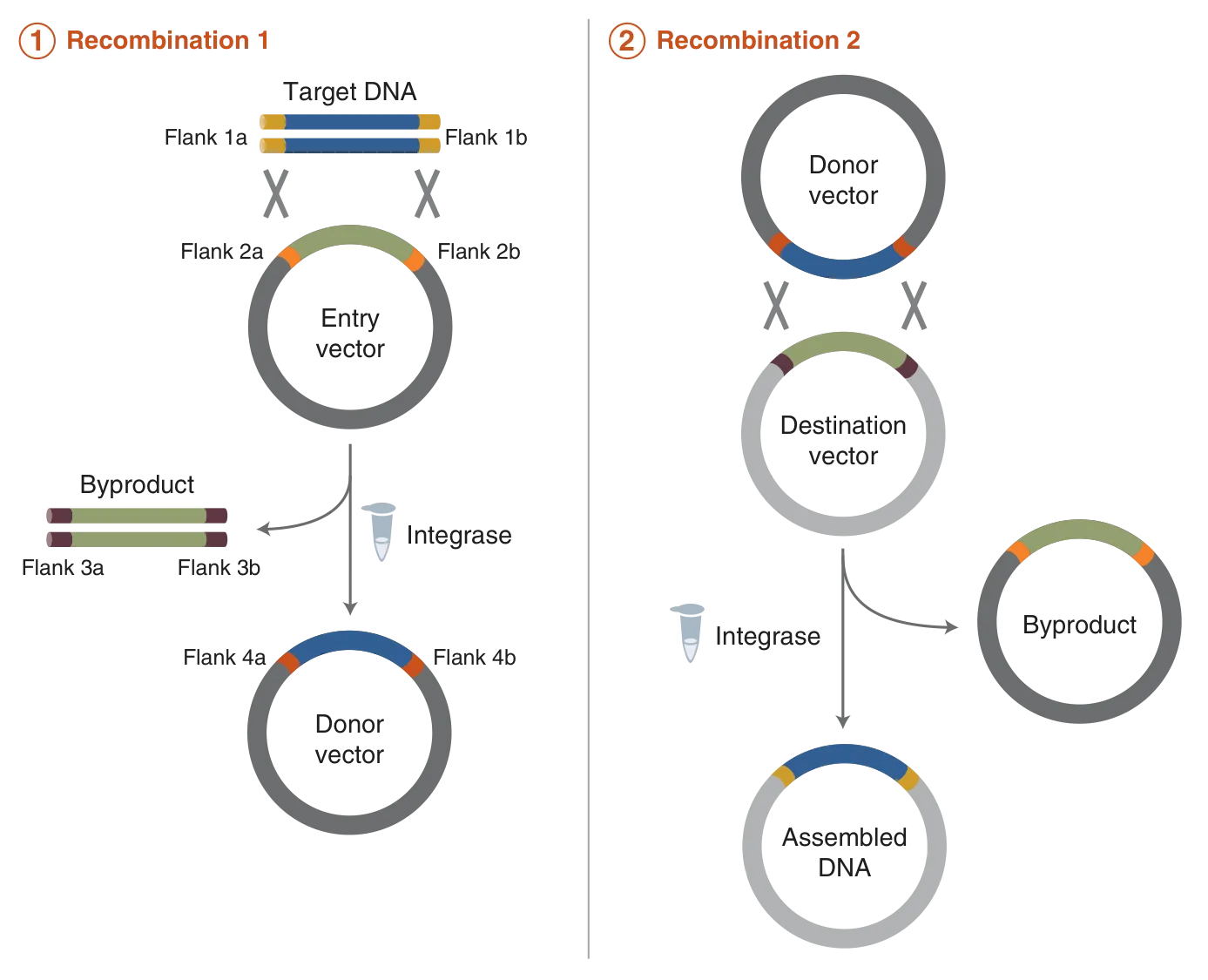 Molecular Cloning Technology - Past, Present and Future | NEB