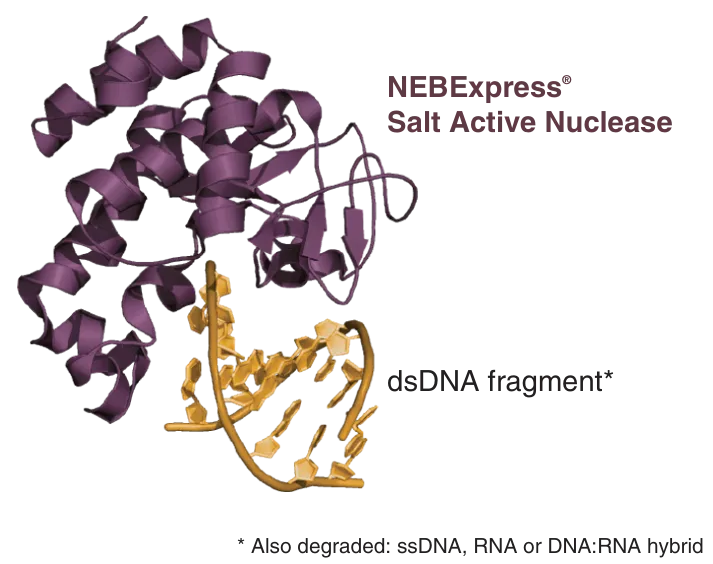 NEBExpress® Salt Active Nuclease, GMP Grade | NEB