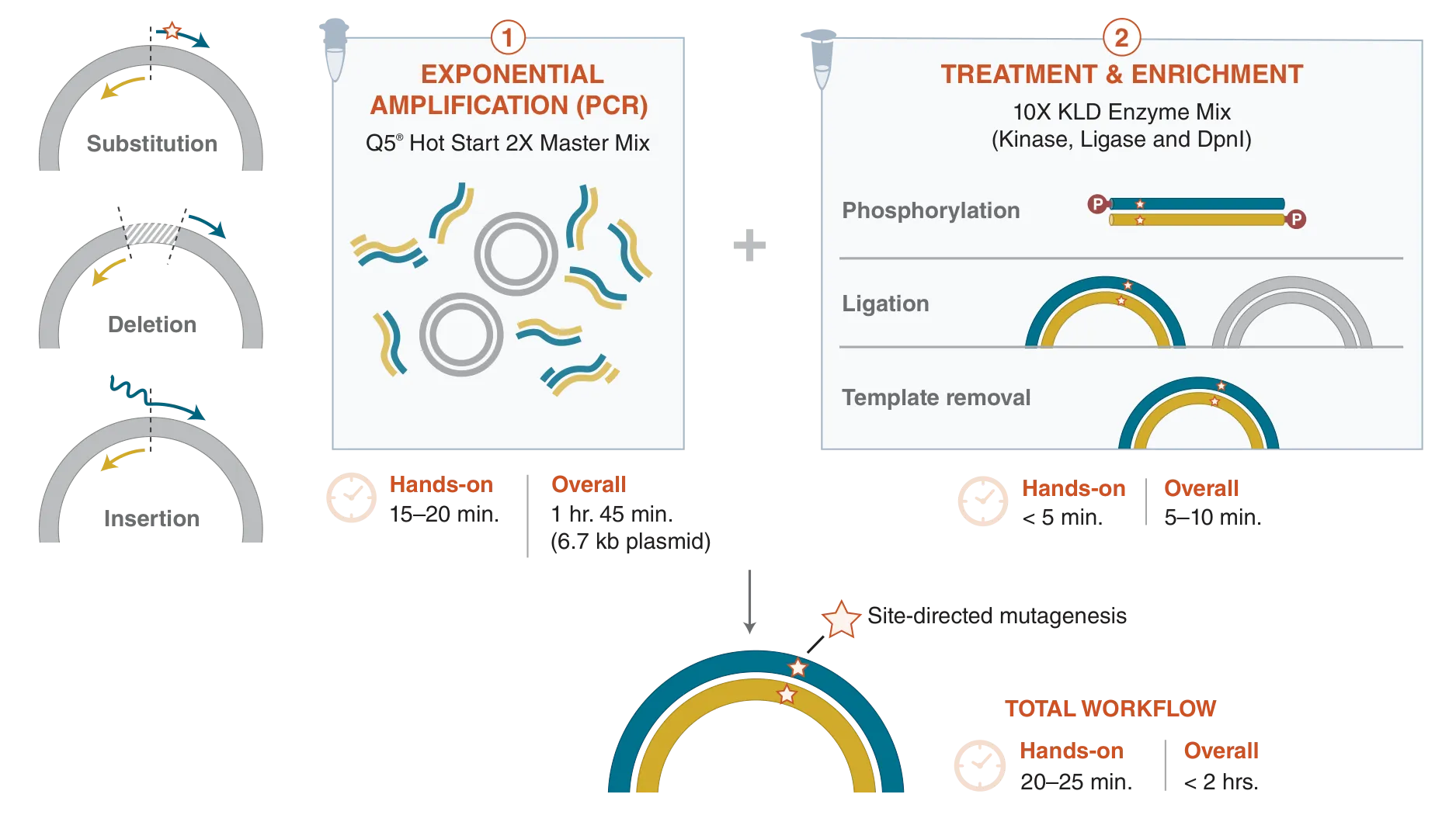 Site Directed Mutagenesis | NEB