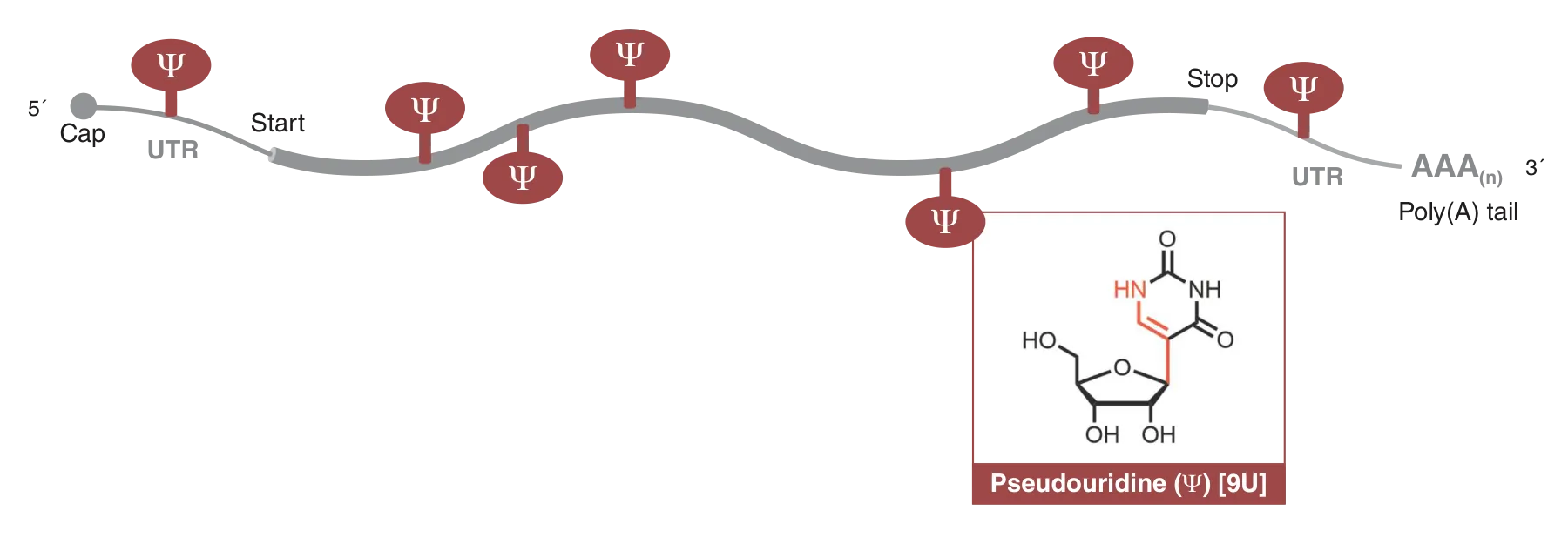 Nucleotide Solutions for RNA | NEB