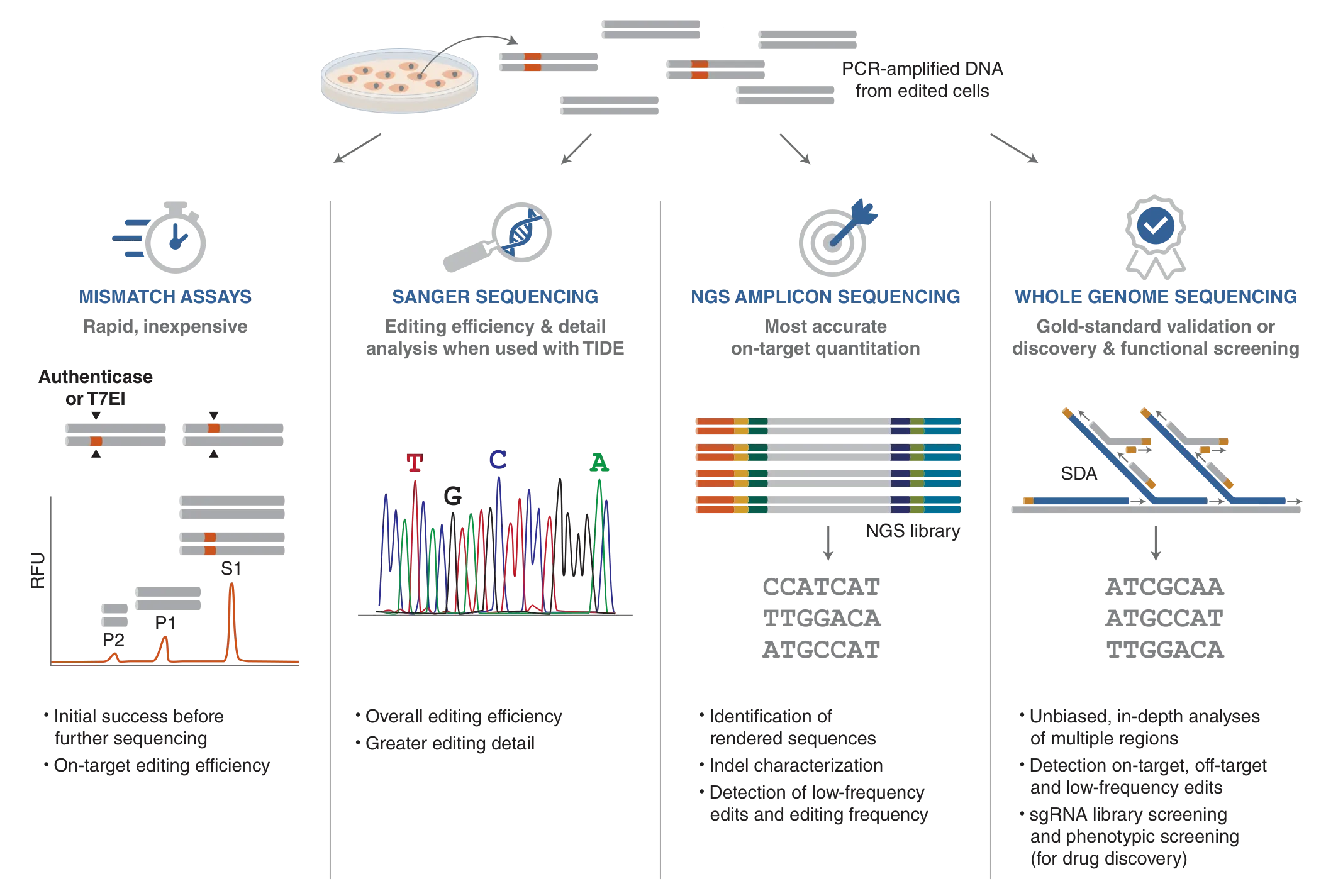 Validation of CRISPR-based Gene Editing | NEB