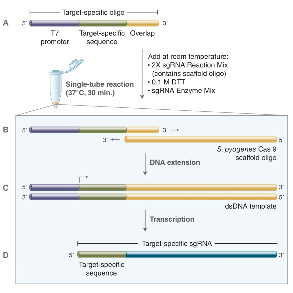 Rapid Generation of sgRNA | NEB