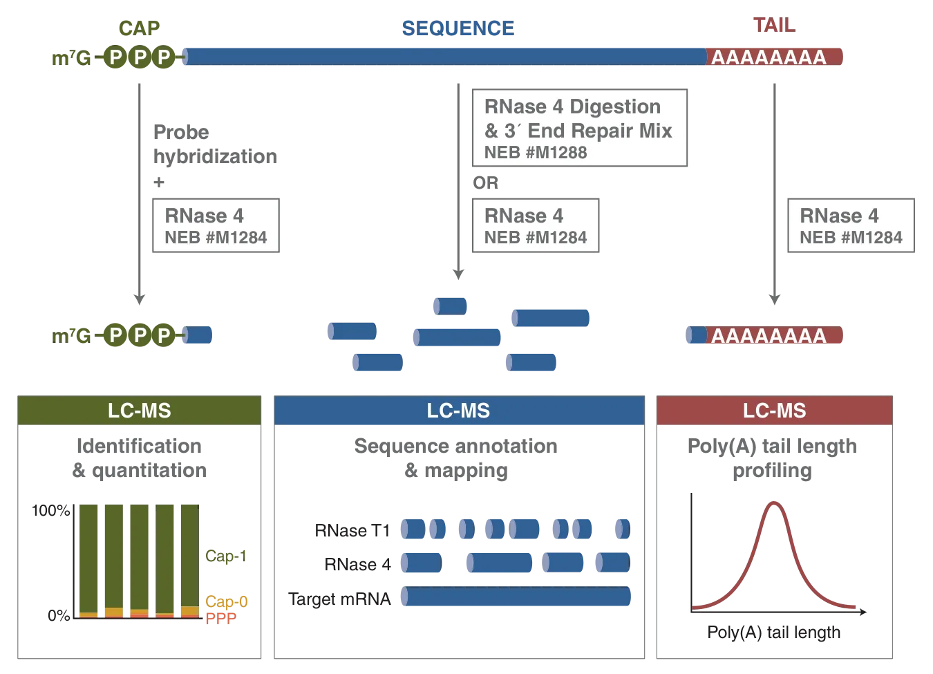 RNase 4 Digestion and 3' End Repair Mix | NEB