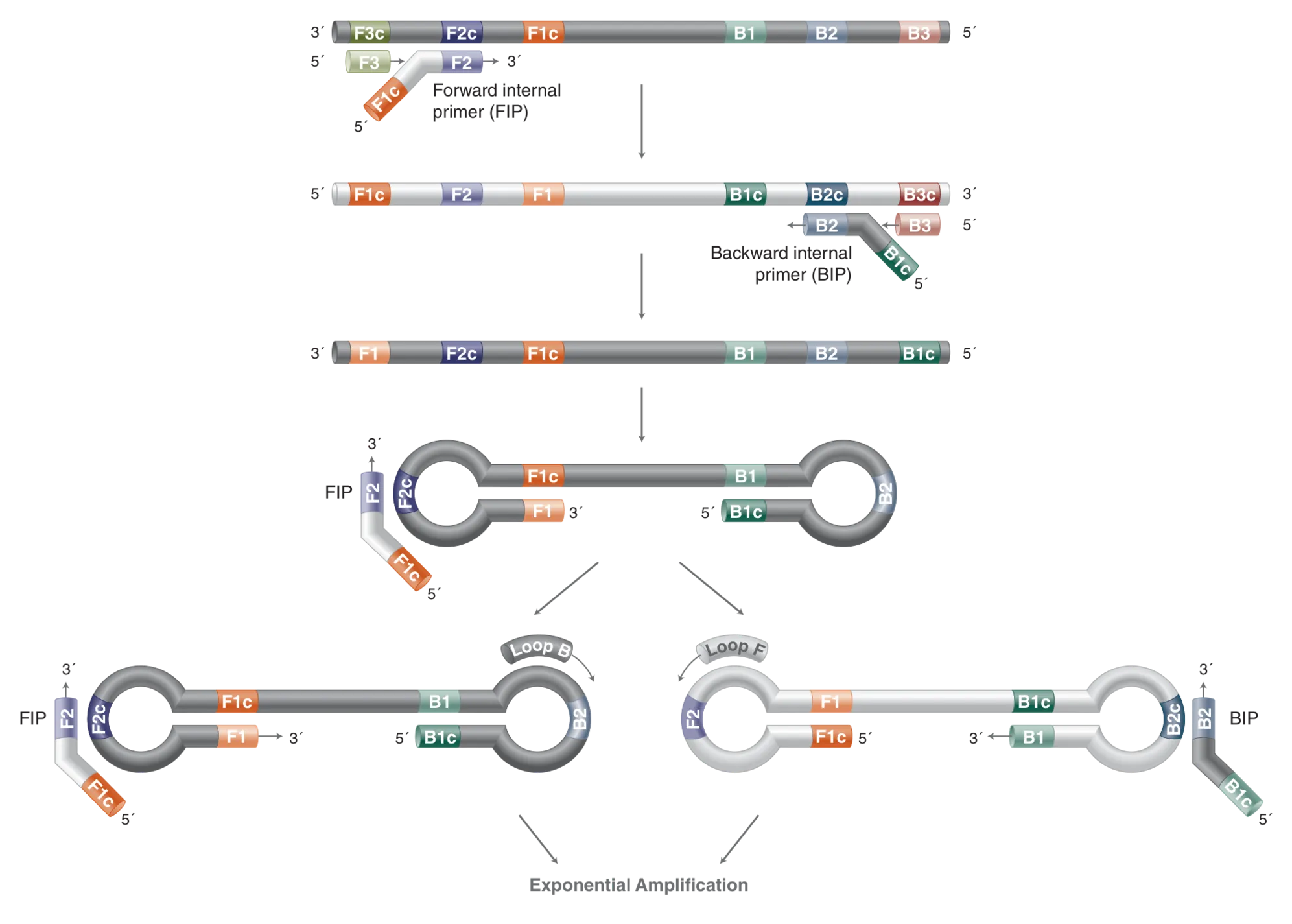 Loop-Mediated Isothermal Amplification | NEB