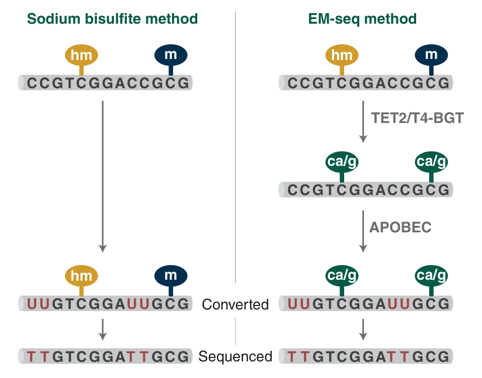 NEBNext® Enzymatic Methyl-seq v2 Kit | NEB