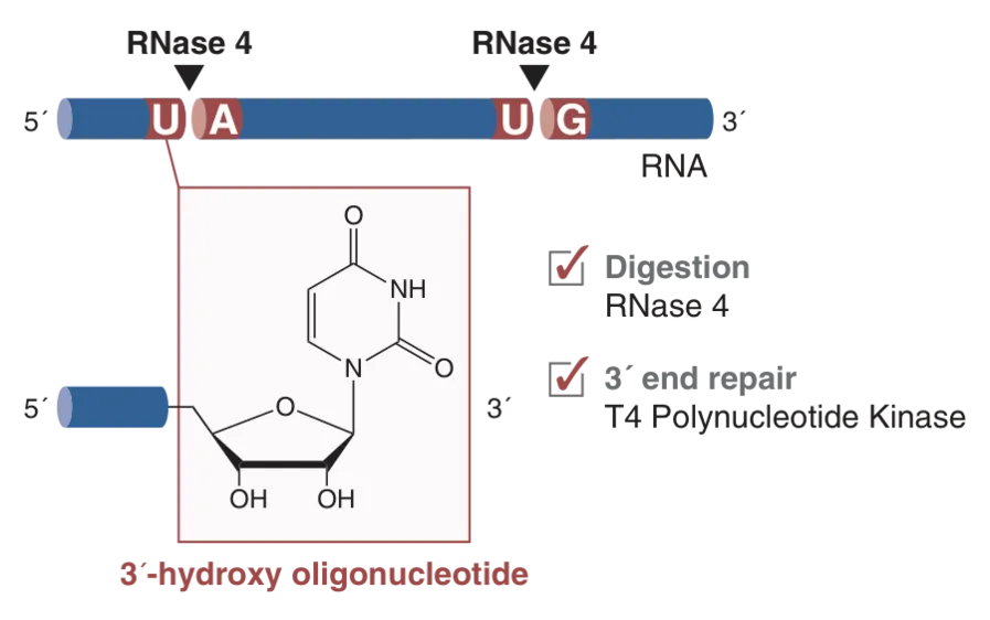 RNase 4 Digestion and 3' End Repair Mix | NEB