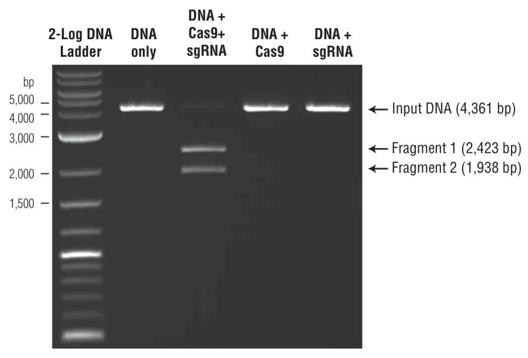 EnGen® sgRNA Synthesis Kit, S. pyogenes Protocol (E3322) | NEB