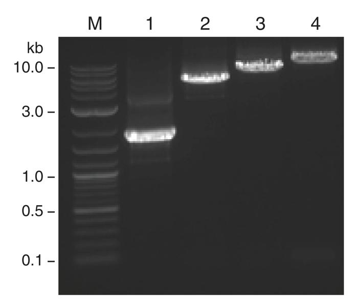 ProtoScript® II cDNA 第一链合成试剂盒 | NEB