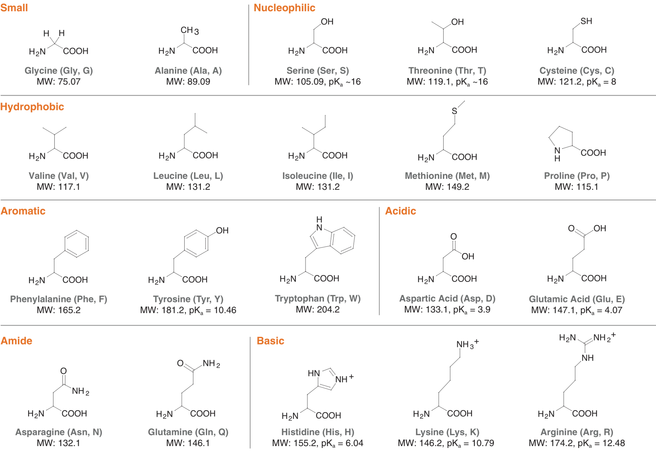 Amino Acid Structures | NEB