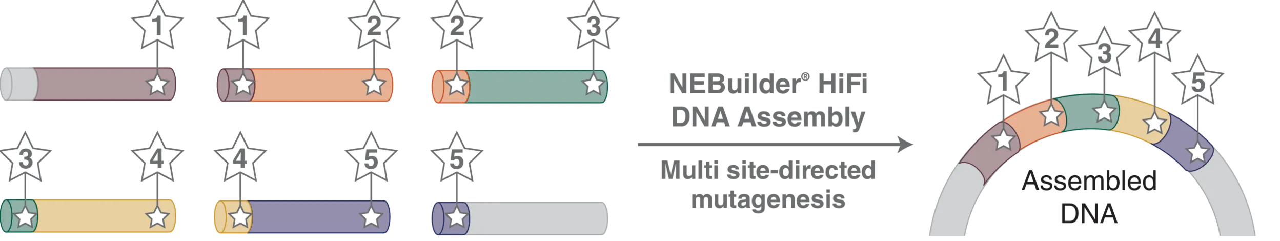 Site Directed Mutagenesis | NEB
